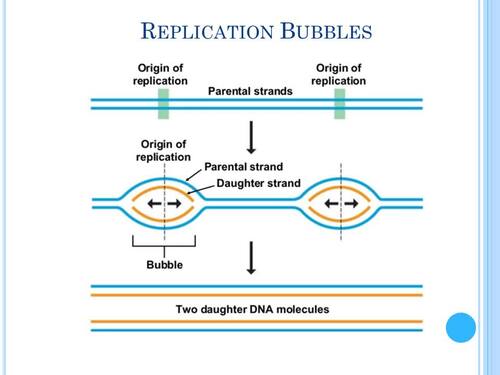 DNA RNA Protein Synthesis PowerPoint, Notes & AP Biology Review ...