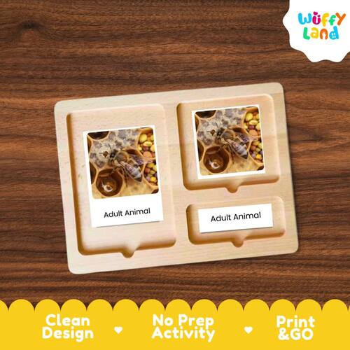Bee Life Cycle Montessori 3-Part Cards - Science Zoology Flashcards