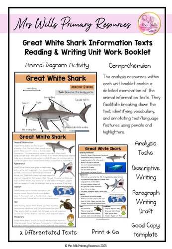 Great White Shark Information Texts, Report Paragraph Writing & Reading ...