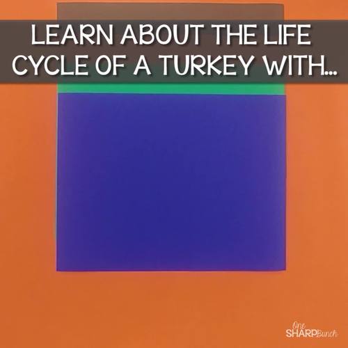 Turkey Life Cycle Turkey Craft for Thanksgiving | TPT