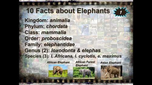 elephant taxonomy