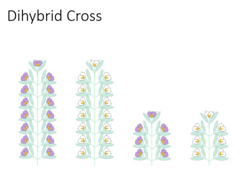 Punnett Squares; Step by Step Guide to Completing a Dihybrid Cross Plus ...