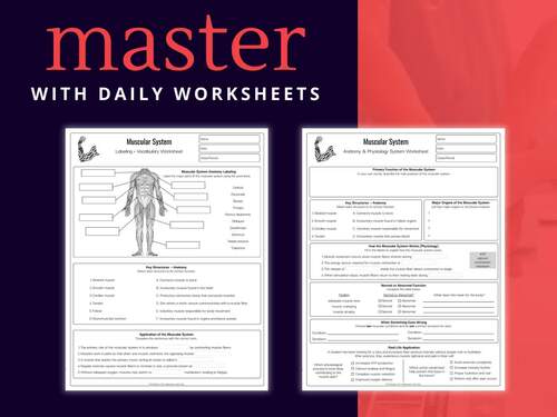 Muscular System Worksheets + Answer Key | Anatomy & Physiology | Mini ...