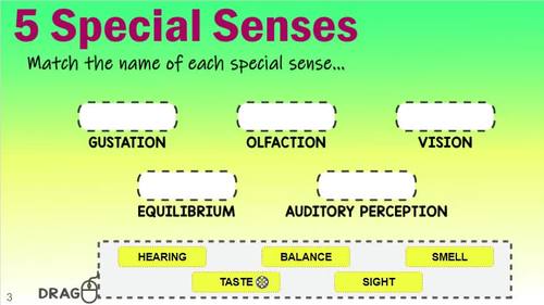 SPECIAL SENSES ~Digital Resource for Google Slides~ ANATOMY by Teamwork ...