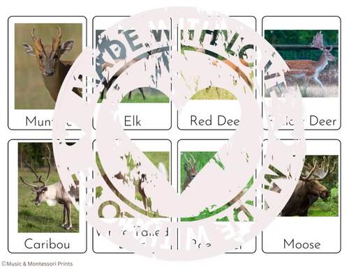 Deer/Montessori 3 Part+Info Cards/Parts+Life Cycle Of A Deer/Biomes ...