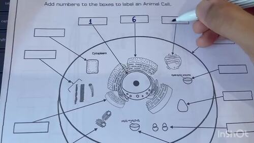 plant and animal cell activities by Cool Station | TPT