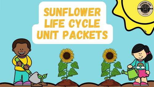 Sunflower Life Cycle Science Worksheets October PreK Kindergarten First ...