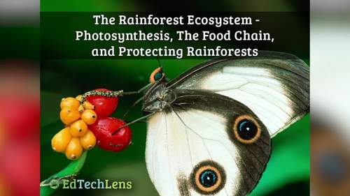 Rainforest Food Chains & Destroying and Protecting Rainforests Unit eBook