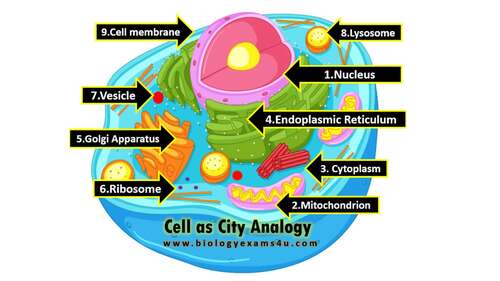 Animal Cell City Model