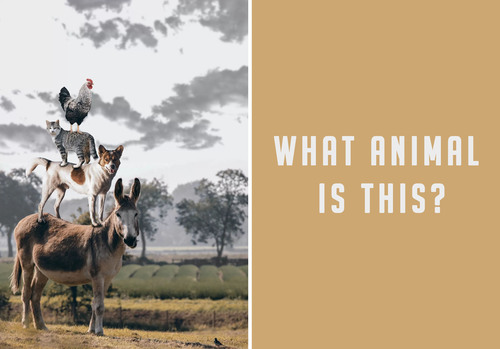 What animal is this? by GetArchive for teachers | TPT
