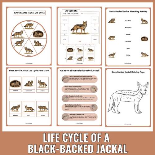 Black-backed jackal life cycle: Savanna Animal Science Unit Study & Fun ...