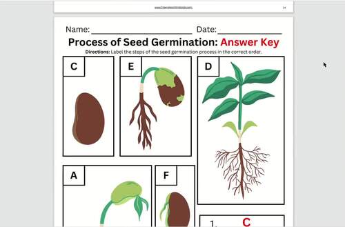 Interactive Plant Needs Worksheets, Life Science, Engaging Activities