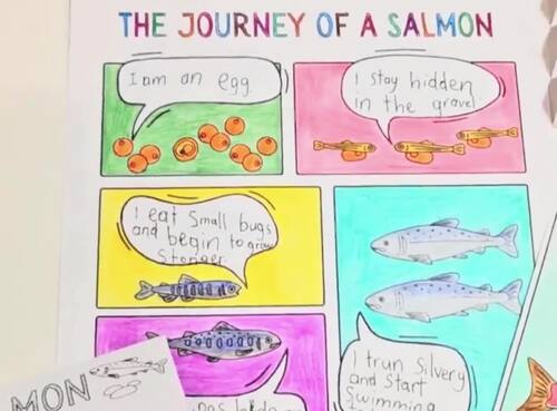 Salmon Life Cycle Activity, Poster and Foldable, Create a Comic, Fish ...