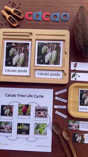 Cacao Unit Study | Chocolate Unit Study | Cacao Activity Bundle | TPT