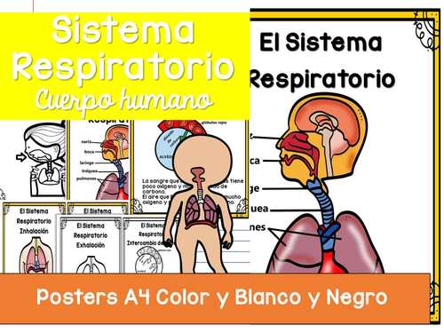 Sistema Respiratorio | Pack de actividades| Spanish Resources | TPT