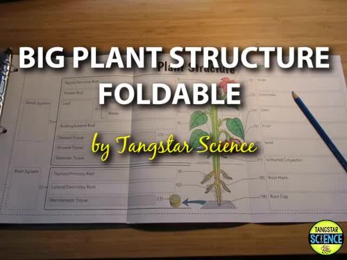 Plant Structure - Big Foldable for Interactive Notebooks or Binders