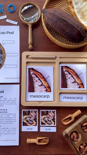 Cacao Fruit Anatomy Unit | Anatomy of a Cacao Pod | Chocolate Fruit ...