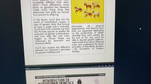 Genetics Monohybrid Punnett Squares worksheets full lesson, genotypes ...