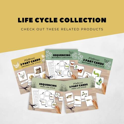 Chicken Life Cycle Sequencing Worksheet: Cut & Paste Activity ...