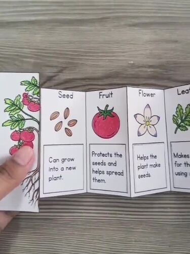 Parts of Plant and Functions Craft | Cut and Paste Activity for Primary ...