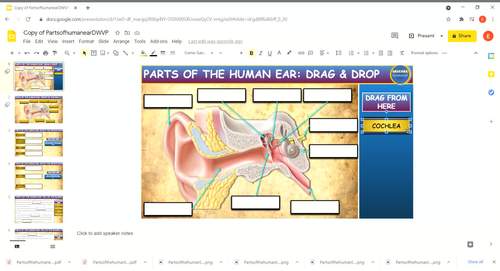 Parts Of The Human Ear: Drag & Drop Worksheet: Google Slides. Powerpoint