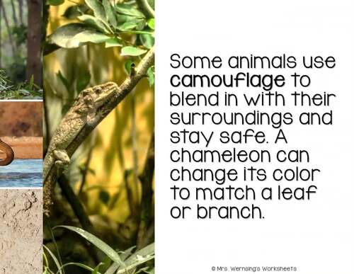 Animals Adapt! Projectable Read-Aloud Lesson - KINDER SCIENCE | TPT