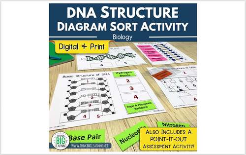 DNA Structure Interactive Diagram Boards by Think Big Learning | TPT