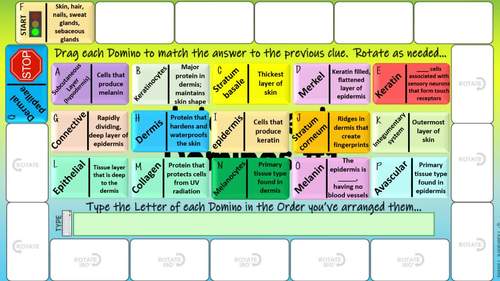 Integumentary System DIGITAL DOMINOS for Google Slides by Teamwork Toolbox