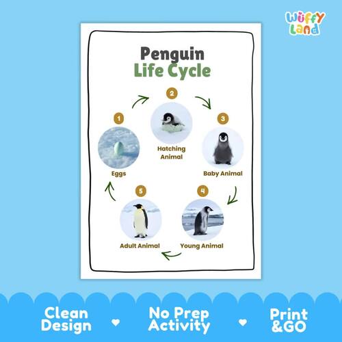 Penguin Life Cycle Chart & Cut and Paste Activity | Arctic Bird Biology