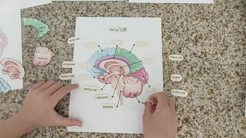 Preschool Nervous System Busy Book by The Little School Shop - Corinna