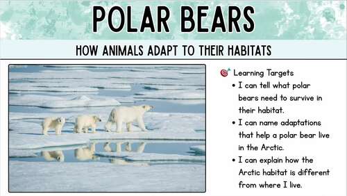 Polar Bears Habitat & Adaptations: Complete Lesson Slides, Activities ...