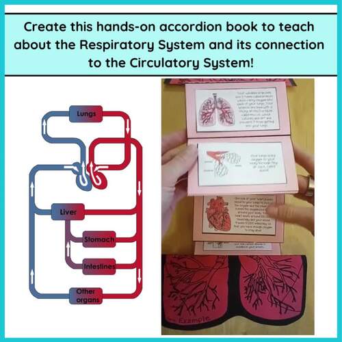 "Lung Accordion Book" | A Fun Activity to Teach about the Respiratory ...