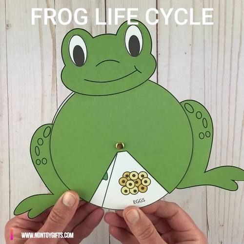 Frog Life Cycle Craft and Activity - Spinner Wheel by Non-Toy Gifts