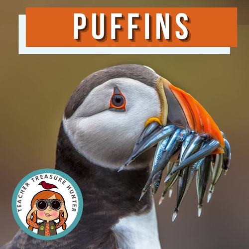 PUFFIN Arctic Ocean Animals Report informational article first grade ...