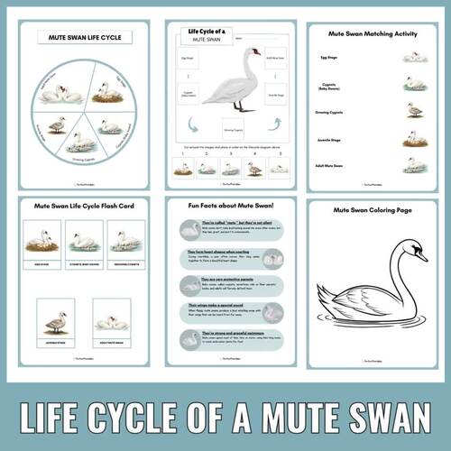 Life Cycle of a Mute Swan Worksheet: Waterfowl Science unit study & fun ...