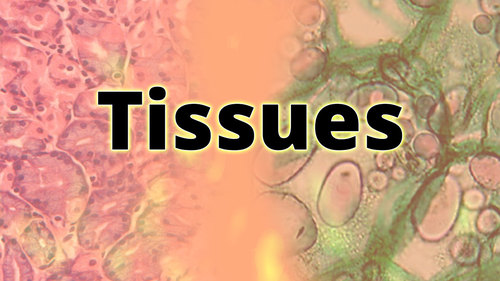 Biology Tissues Compiled/ Bundled session by Letstute | TPT