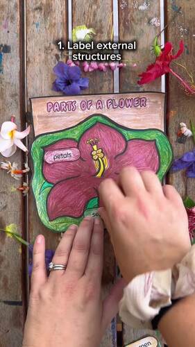 Parts of a Flower Flip Book Project: Low-prep Pollination Activity for ...