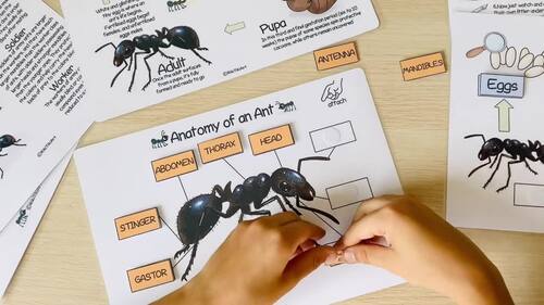 Ant Colony Nature Study Bundle - Anatomy & Life Cycle Activity ...