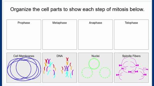 Mitosis Drag and Drop by Sketching Science | TPT