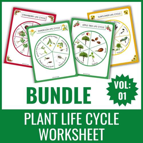 Plants Life Cycle Bundle - Dandelion, Apple Tree, Strawberry, Sunflower ...