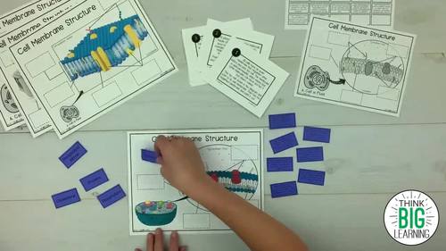 Cell Membrane Interactive Diagram Digital and Printable Activities and ...