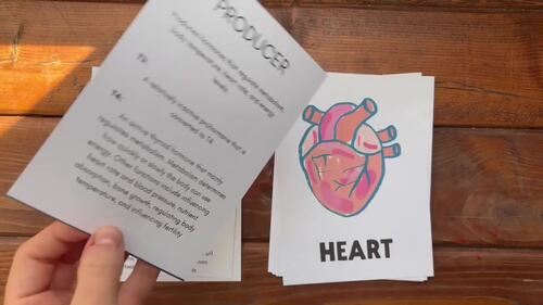 Human Body Learning Flashcards, Human Anatomy and Organs Medical Study ...