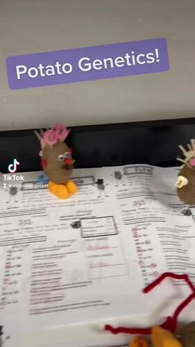 Genetics Potato People by Colossal Content | TPT