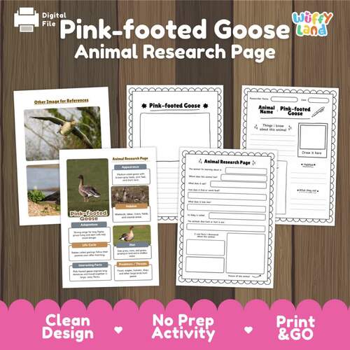 Pink-footed Goose Animal Research Project | Life Cycle Habitat Diet ...