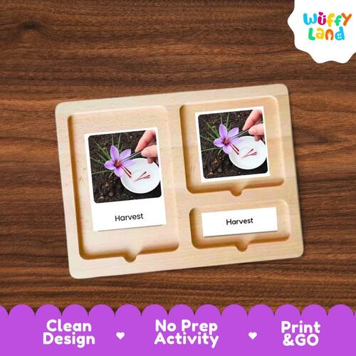 Saffron Life Cycle Montessori 3-Part Cards - Science Botany Flashcards