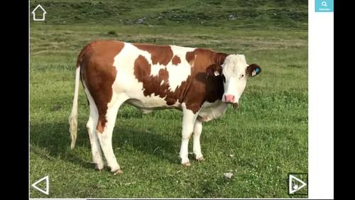 Farm Animal Sounds with applause | Boom Cards | 'I hear activity' for ...