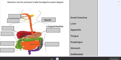 The Digestive System Foldable with PowerPoint Notes & Easel Activity