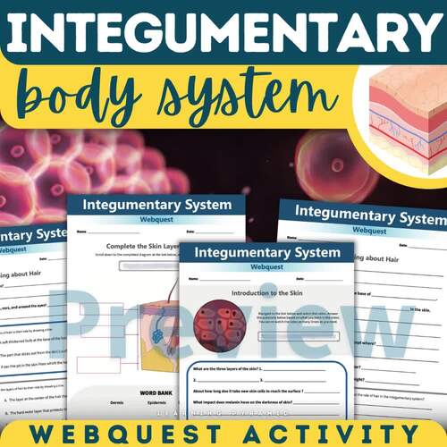 Integumentary System Webquest Skin Hair Nails Human Body Systems ...