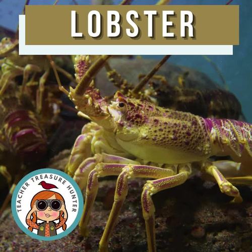 Ocean Animals Report LOBSTER informational article first grade second ...