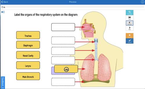 The Respiratory System BOOM Cards- Digital Interactive Task Cards